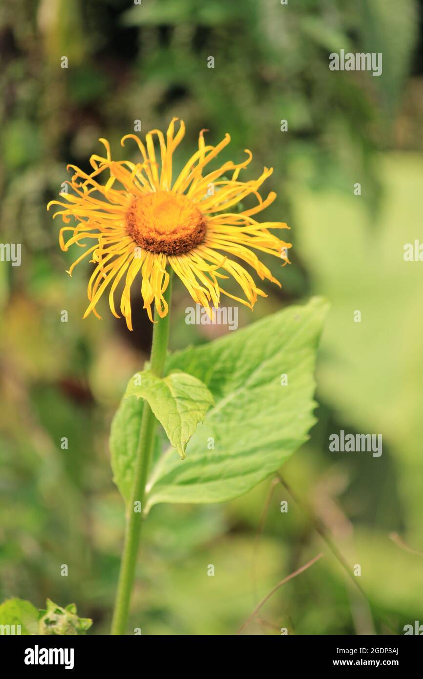 Native to himalayas of xinjiang hi-res stock photography and images - Alamy