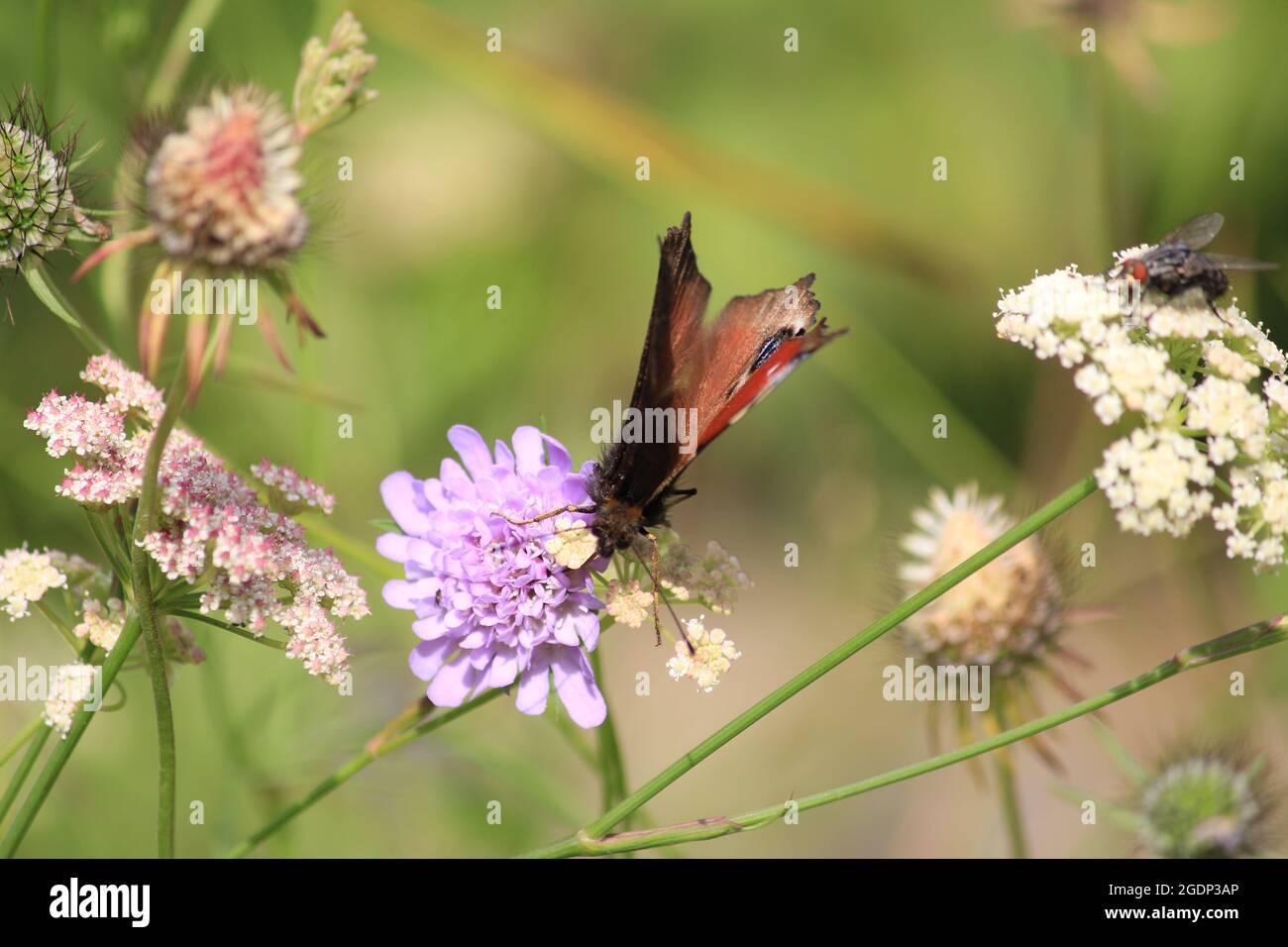 Hortus Botanicus garden Stock Photo - Alamy
