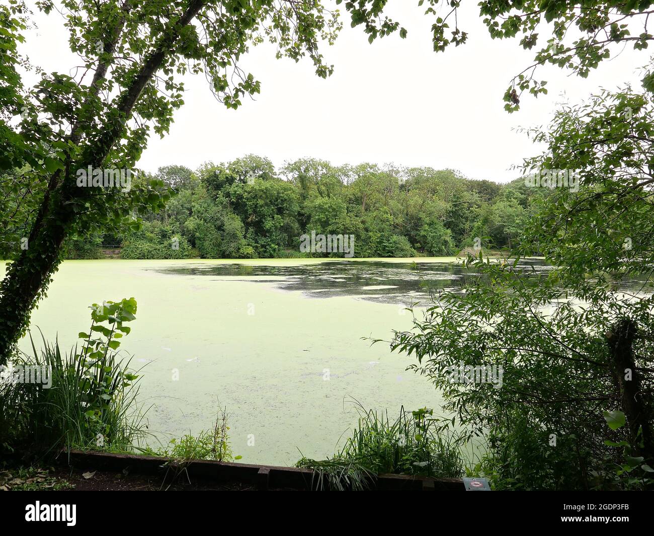 An attractive lake, with the rivers Colne and Frays running alongside ...