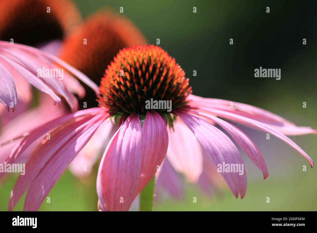 Ligulate leaves hi-res stock photography and images - Alamy