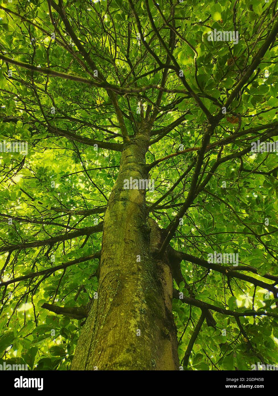 Tree photo taken from below with transparent leaves Stock Photo - Alamy