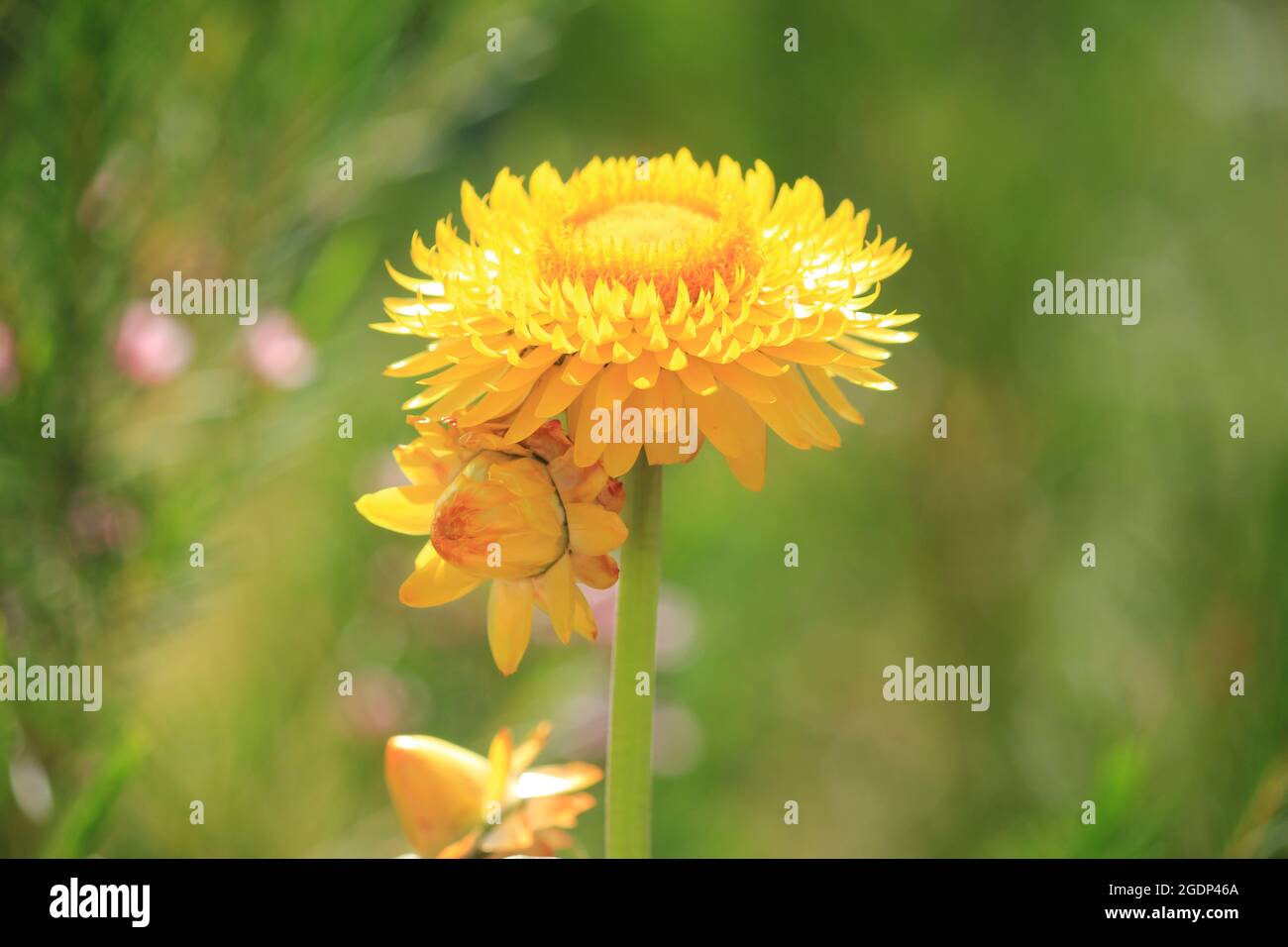 Myrtales family hi-res stock photography and images - Alamy