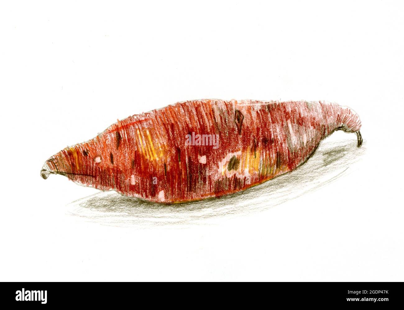 Hand drawn pencils batat isolated for your design Stock Photo - Alamy