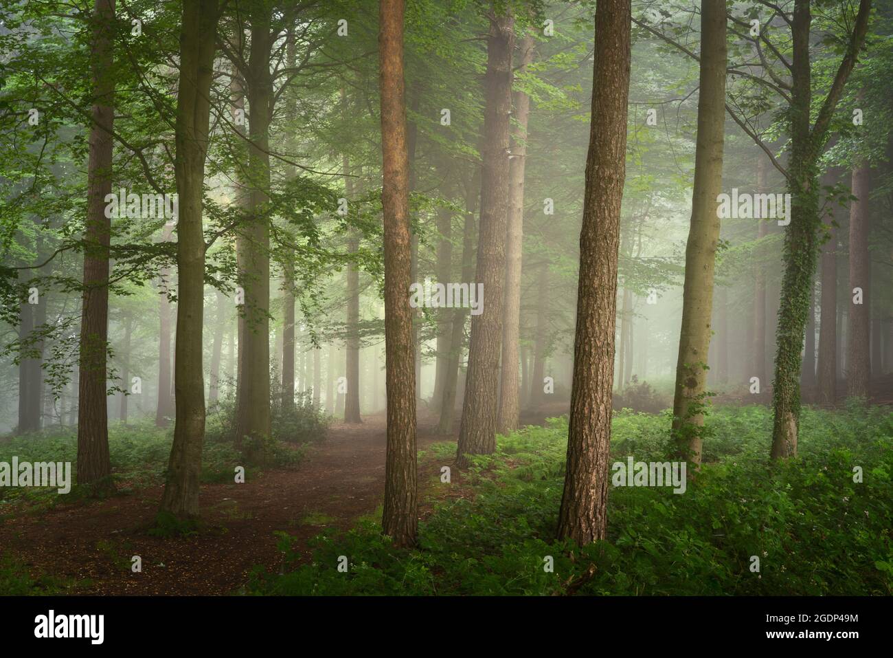 Hint of mist hi-res stock photography and images - Alamy