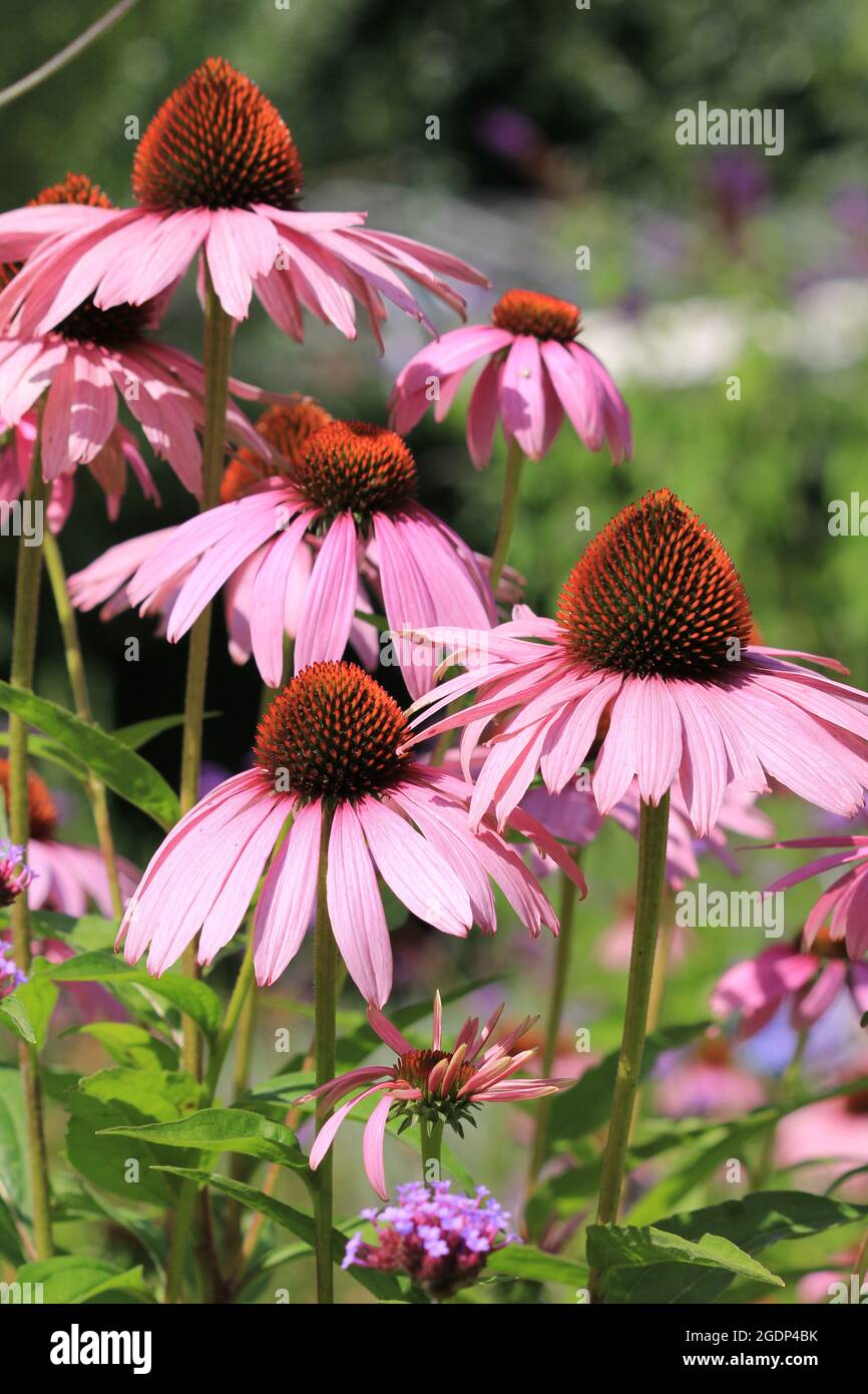 Ligulate leaves hi-res stock photography and images - Alamy