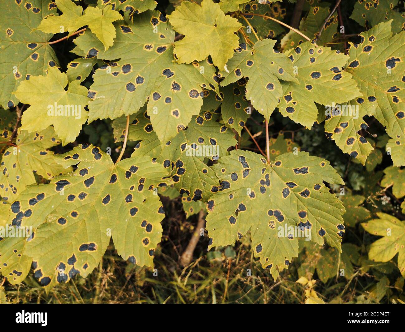 Group of leaves from eye level for textures, patterns and backgrounds ...