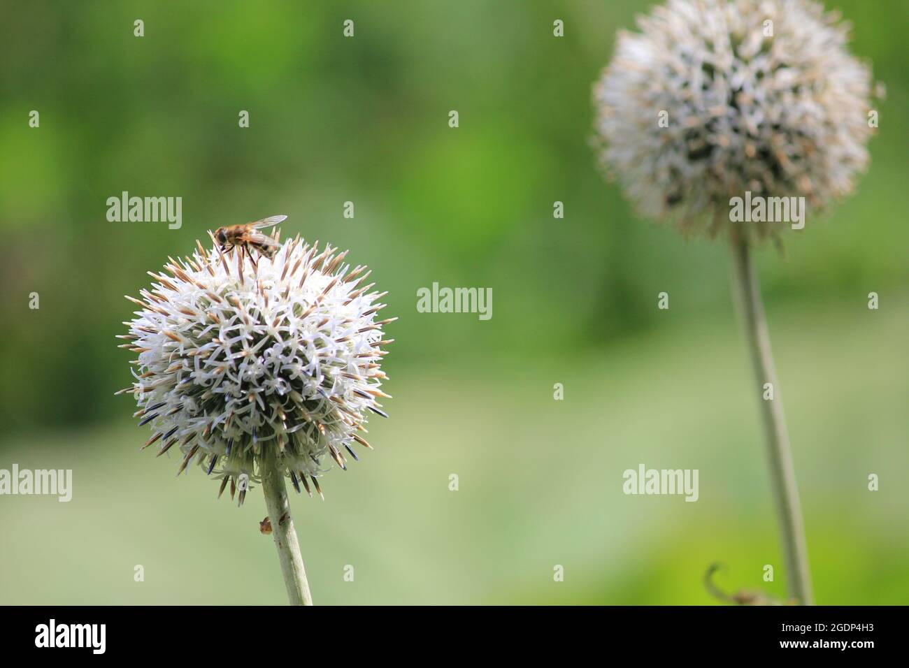 Echinops exaltatus hi-res stock photography and images - Alamy
