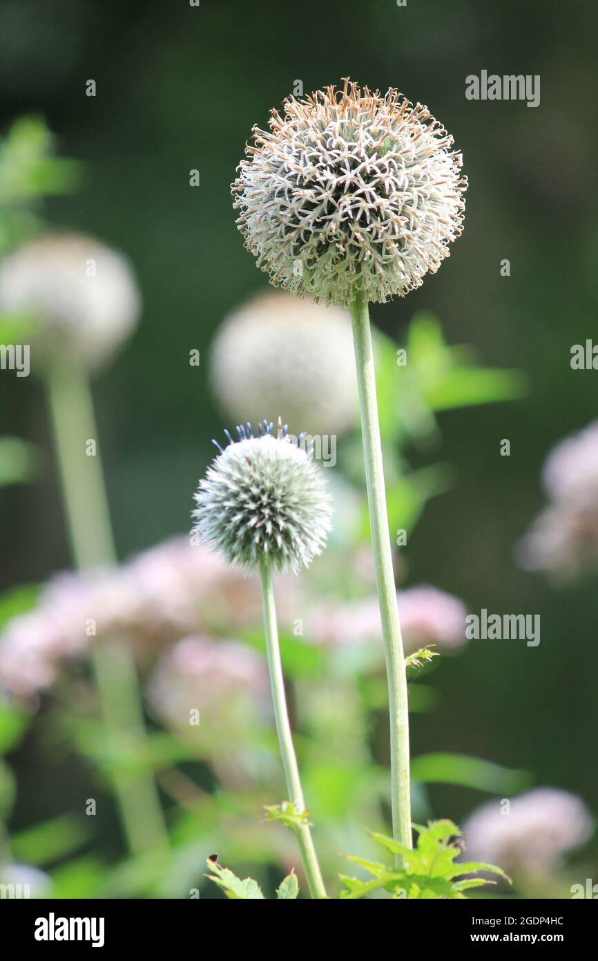 Echinops exaltatus hi-res stock photography and images - Alamy