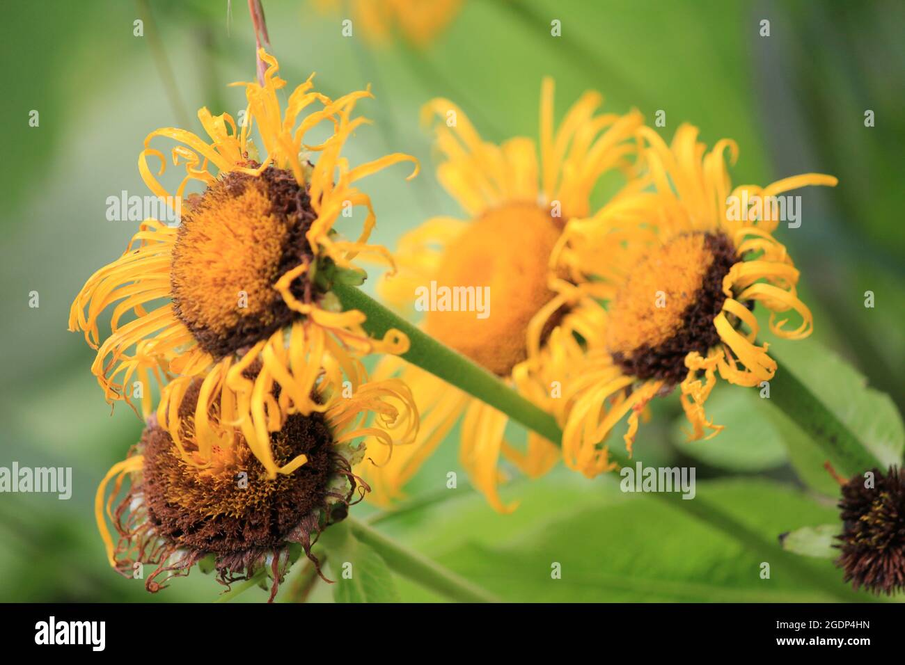 Native to himalayas of xinjiang hi-res stock photography and images - Alamy