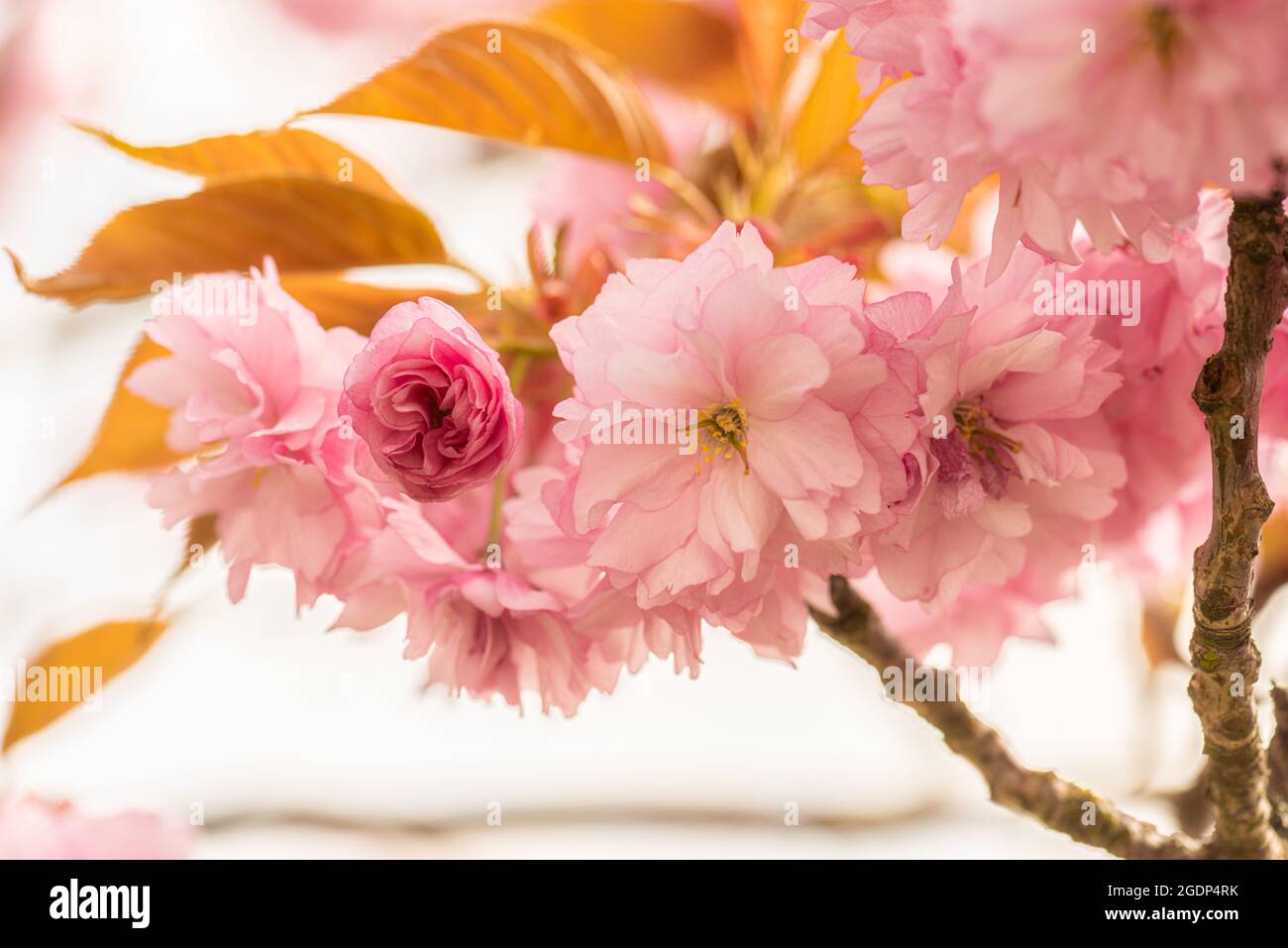 Pink cherry blossom tree in early spring Stock Photo - Alamy