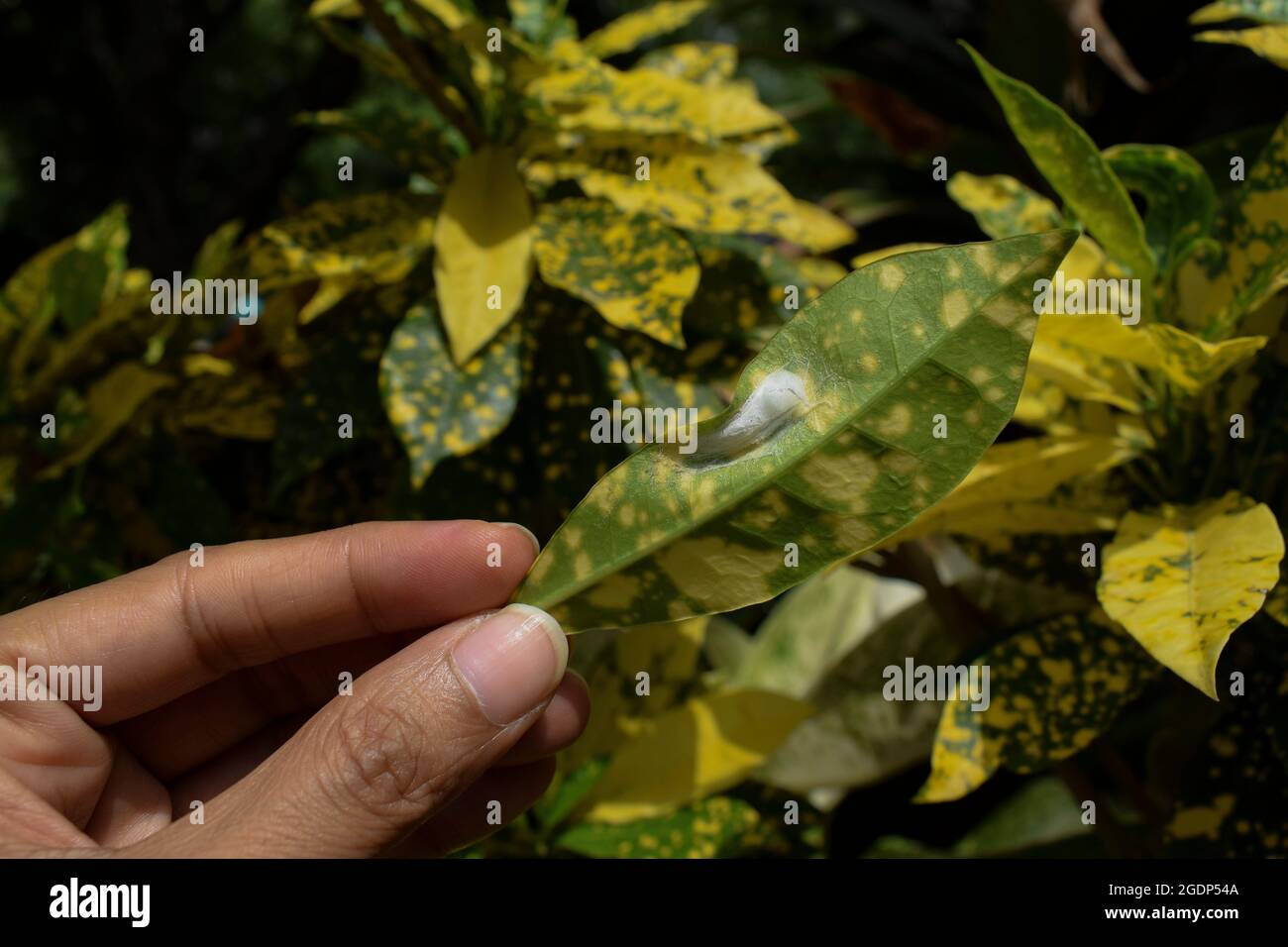 Female holding a croton leaf in hand whose underside is getting damaged ...