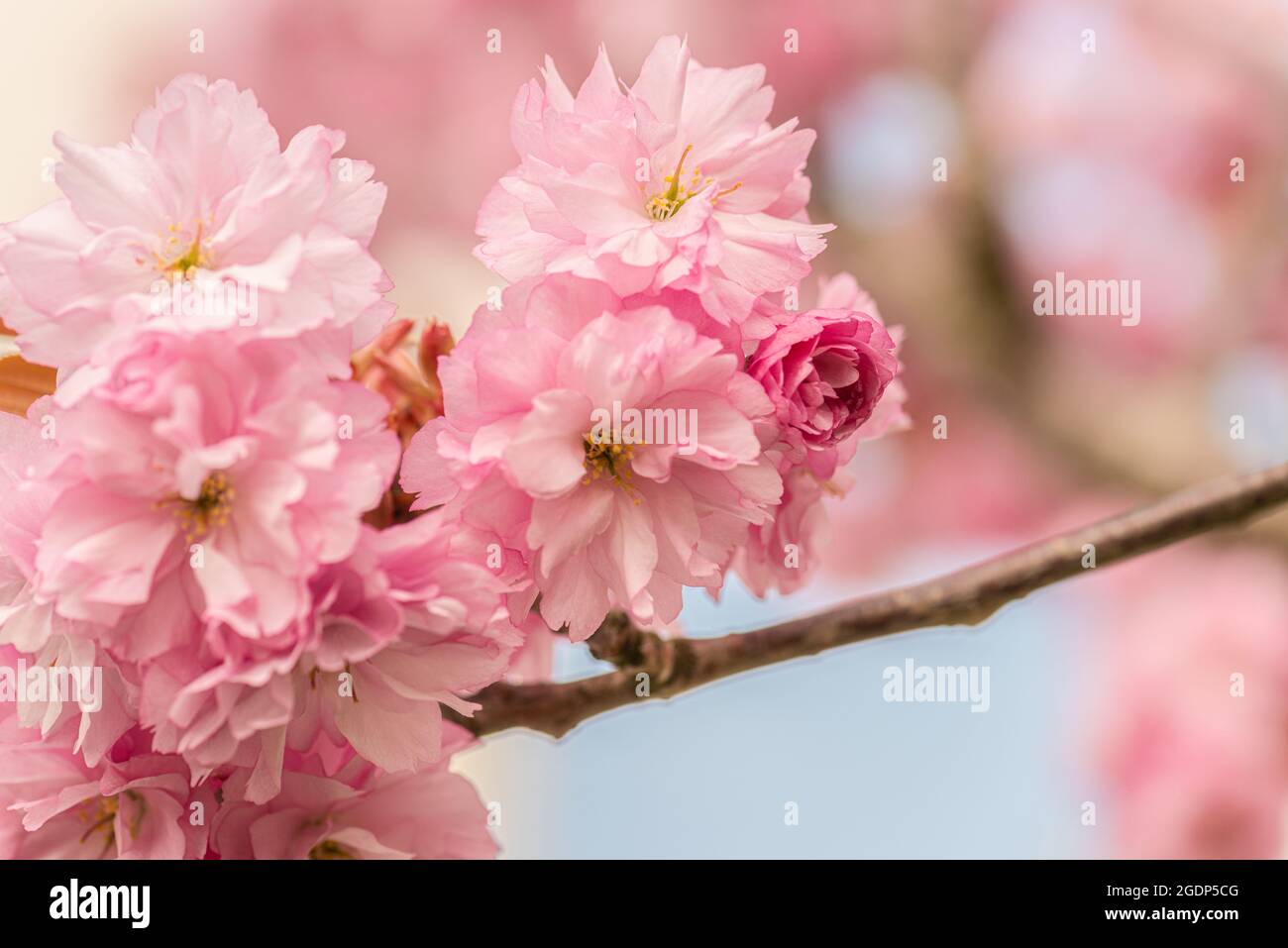 Pink cherry blossom tree in early spring Stock Photo - Alamy