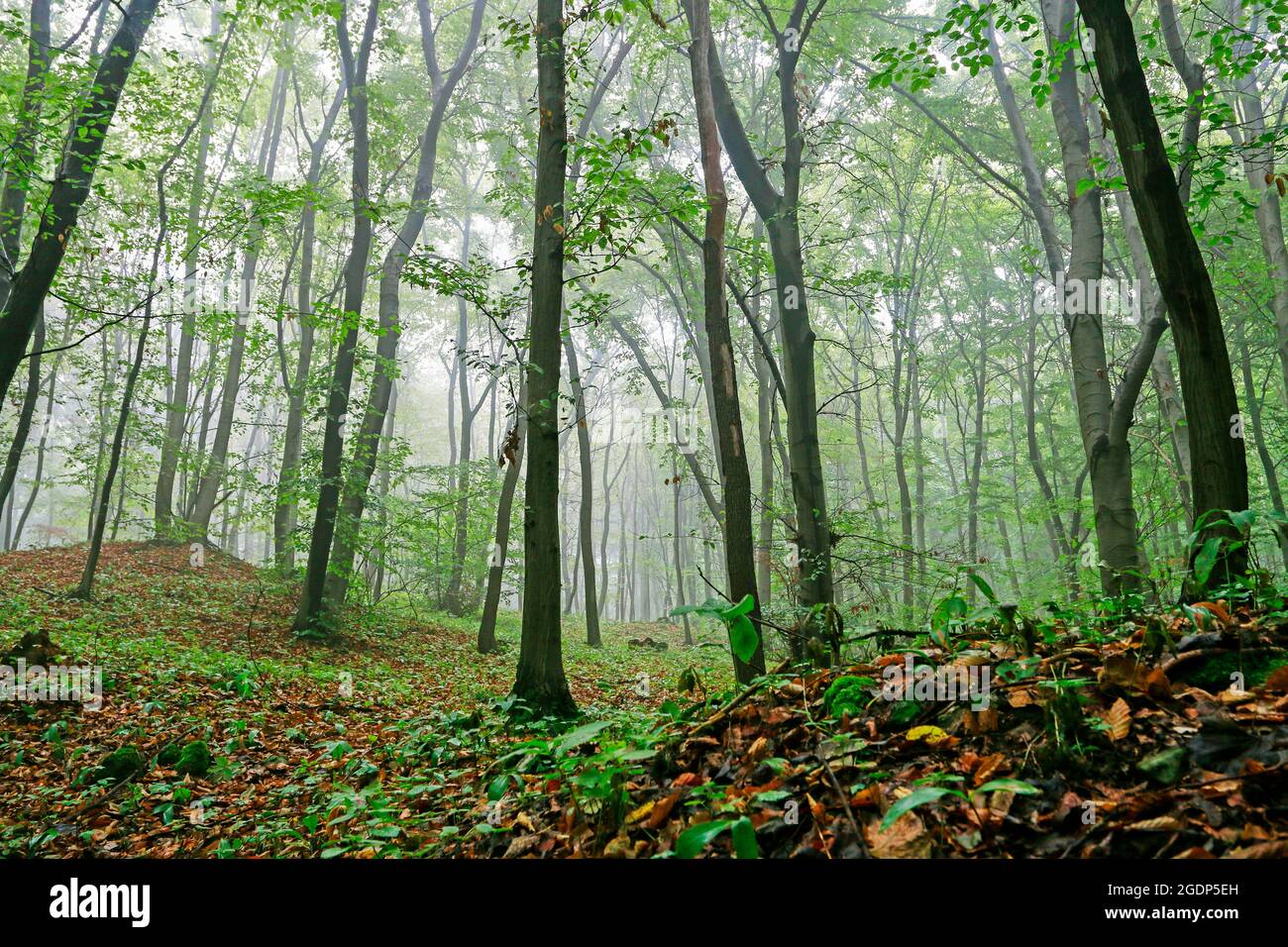 Summer forest wallpaper. Graphic resources Stock Photo - Alamy