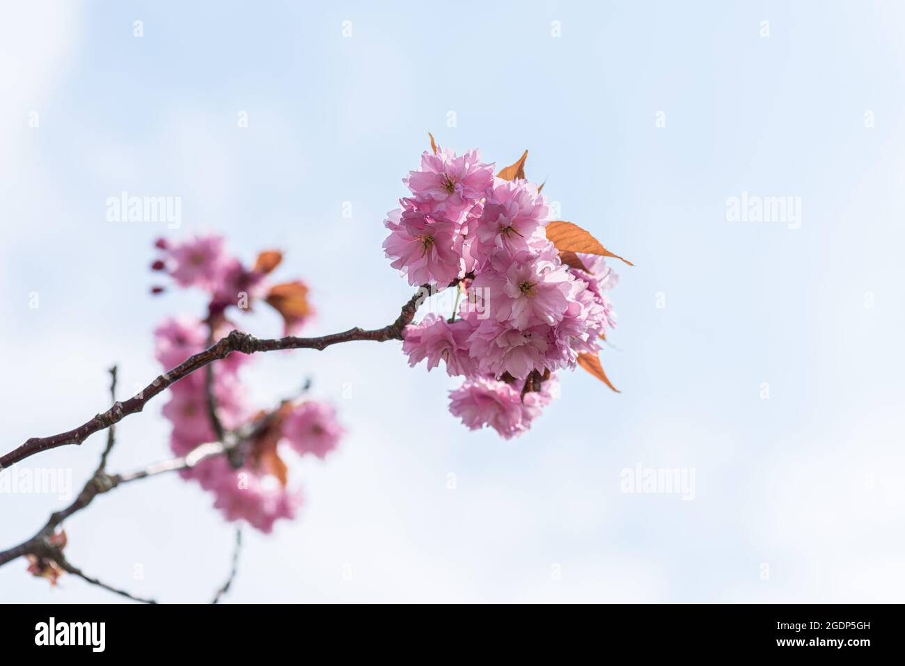 Pink cherry blossom tree in early spring Stock Photo - Alamy