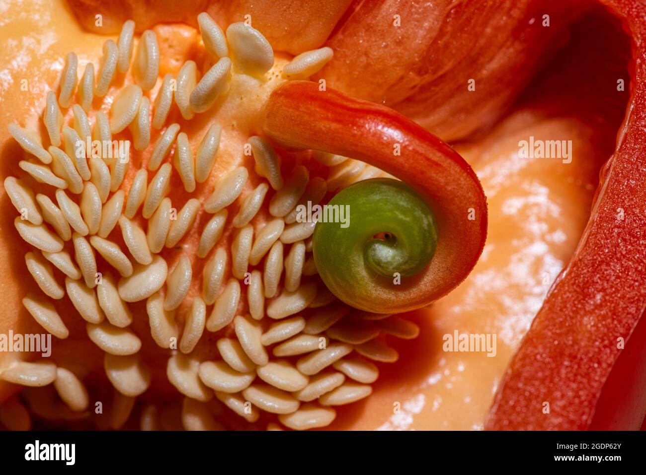Red bell capsicum pepper opened up. Seeds and an internal proliferation visible Stock Photo - Alamy