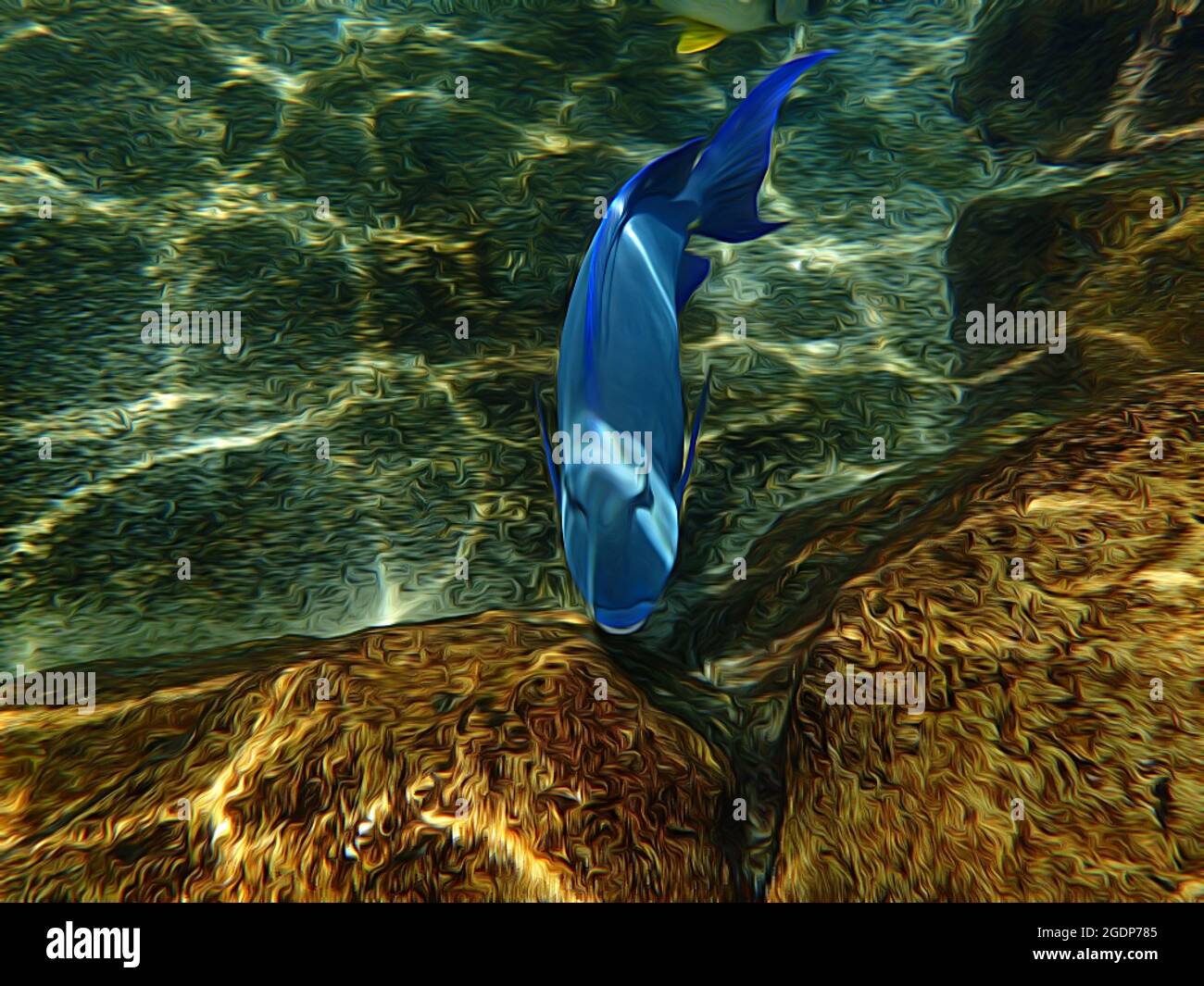 An illustration of the blue Surgeon fish at an aquarium Stock Photo - Alamy