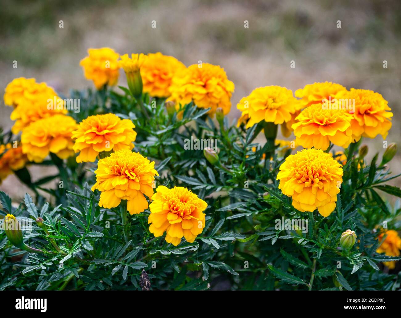 Marigold flowers in the flowerbed. Beautiful flower bed in a summer ...