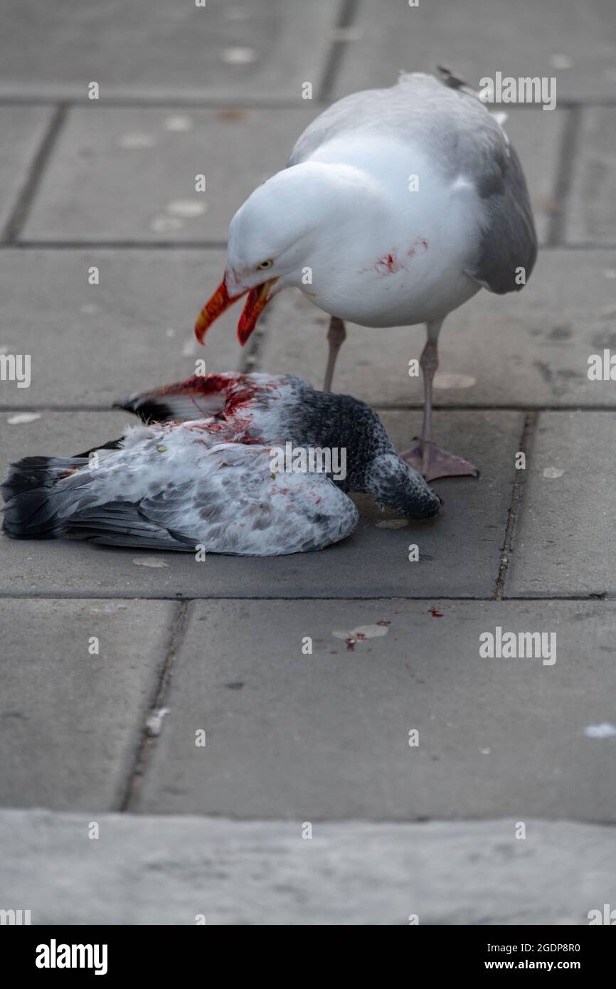 Seagull eats dead pigeon Stock Photo - Alamy