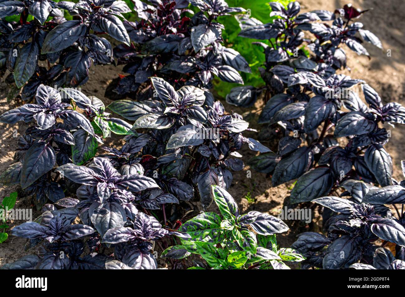 Purple basil plant hi-res stock photography and images - Alamy