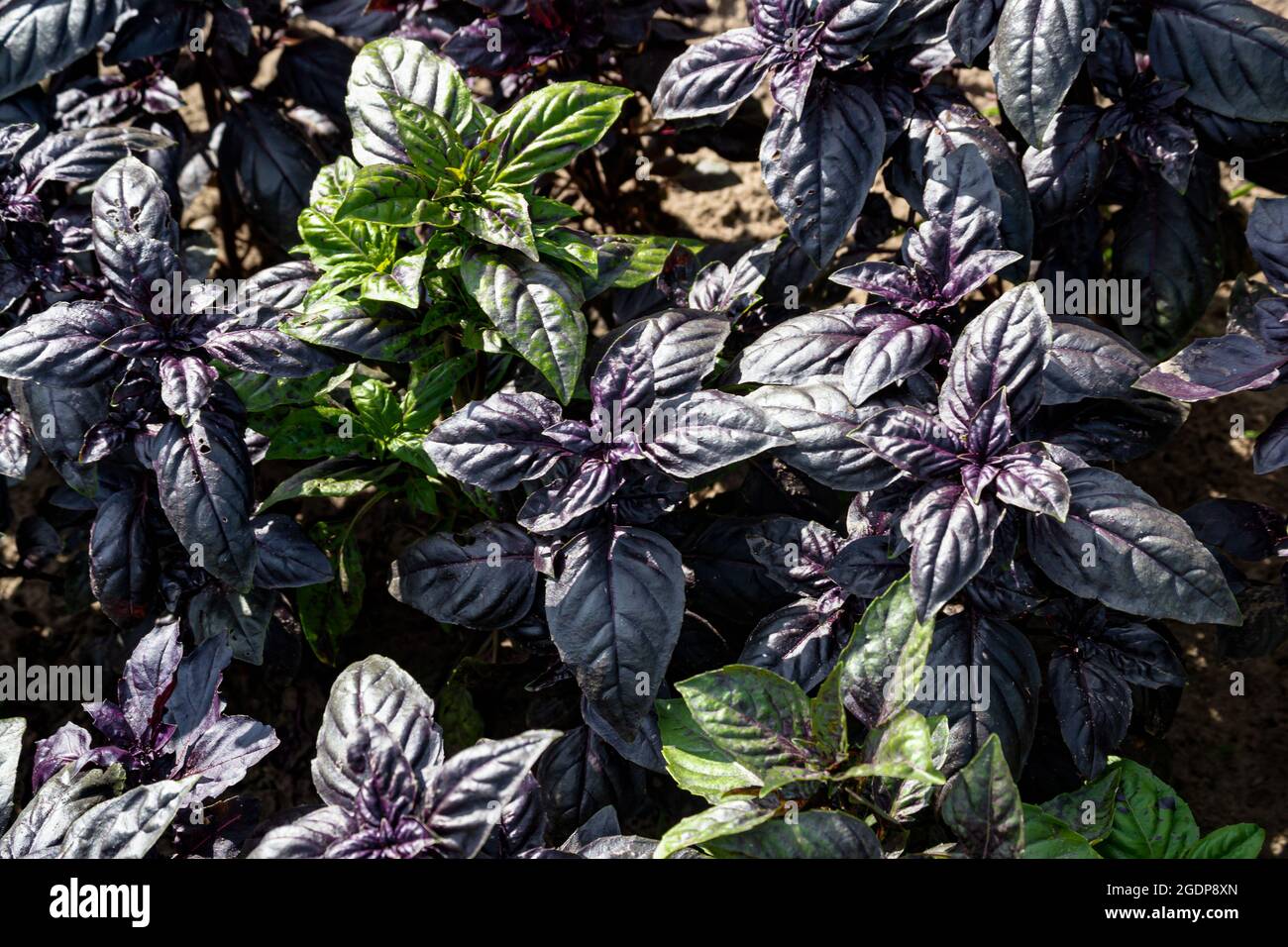 Basil in garden bed hi-res stock photography and images - Alamy
