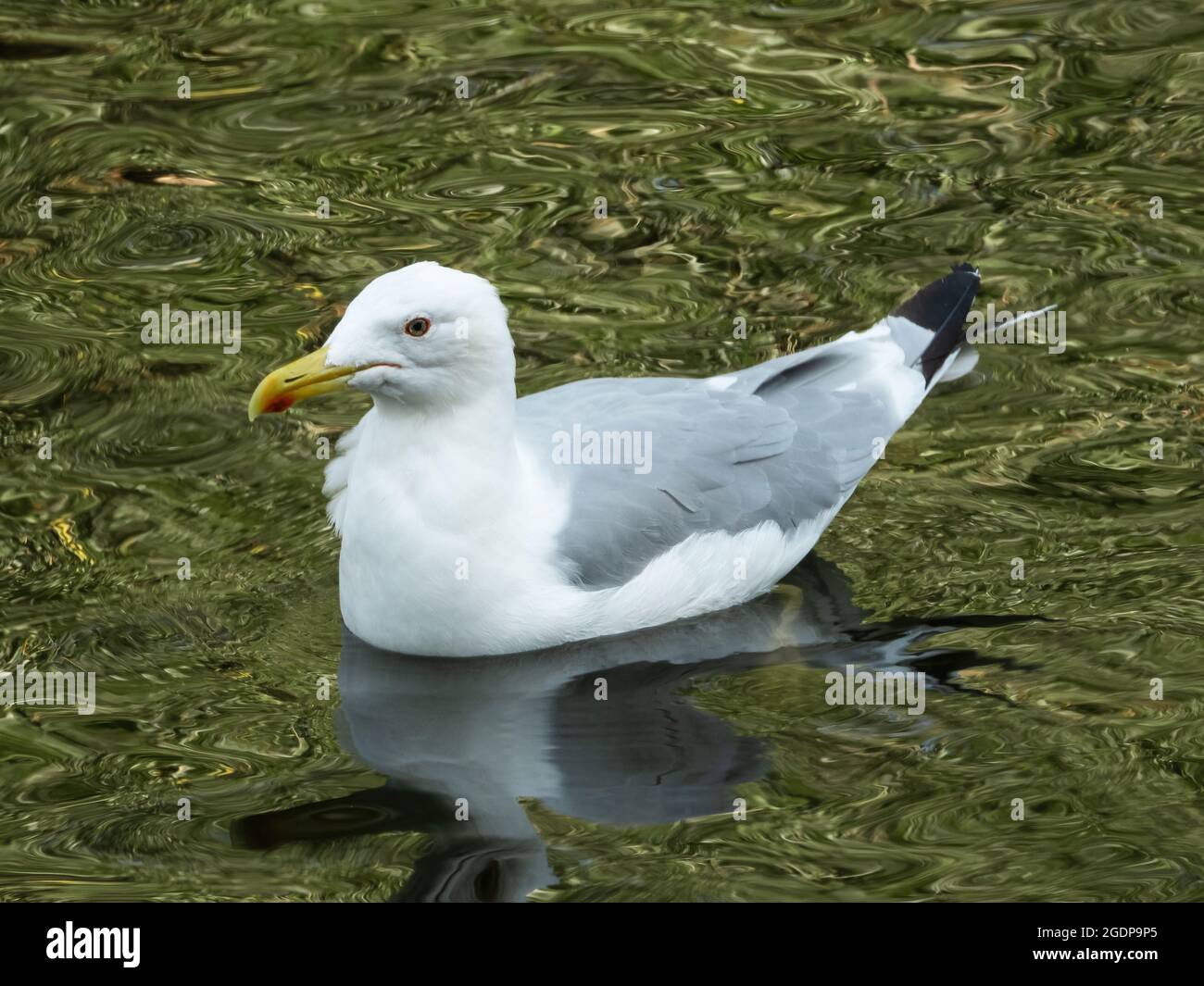 Seagull swims in lake hi-res stock photography and images - Alamy