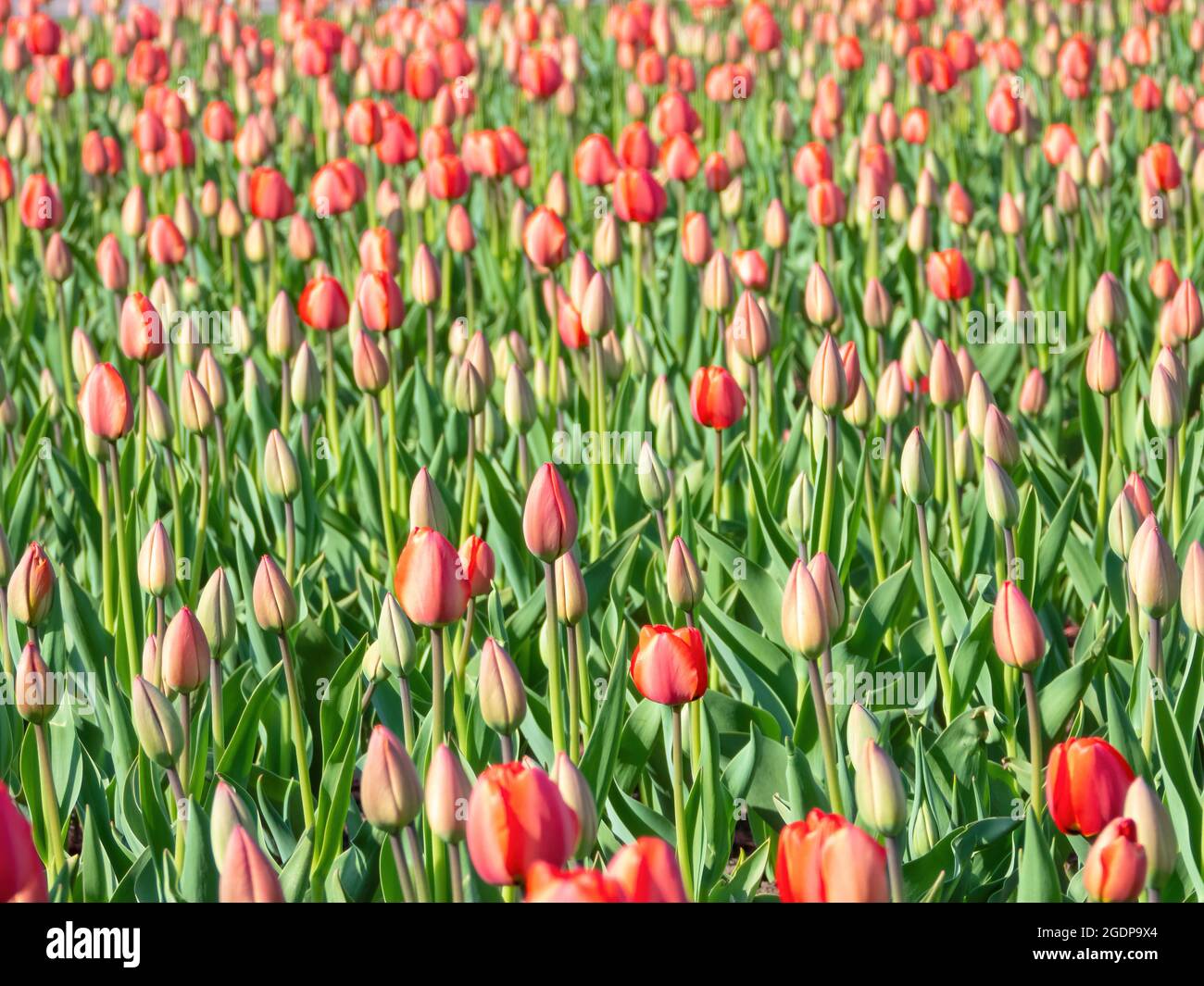Ready to open tulips with red buds, soft focus Stock Photo - Alamy