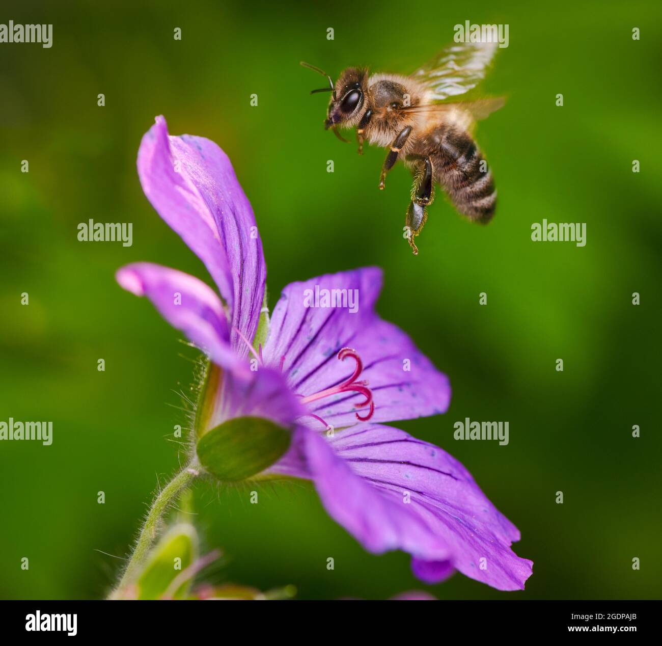 Macro of a bee flying to a purple geranmium flower blossom Stock Photo ...