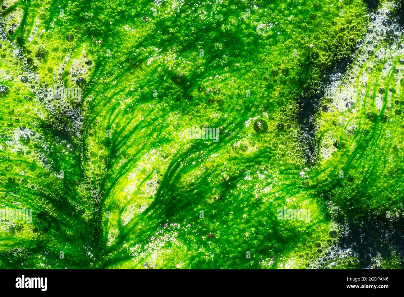 Closeup of an abstract green alga background Stock Photo - Alamy