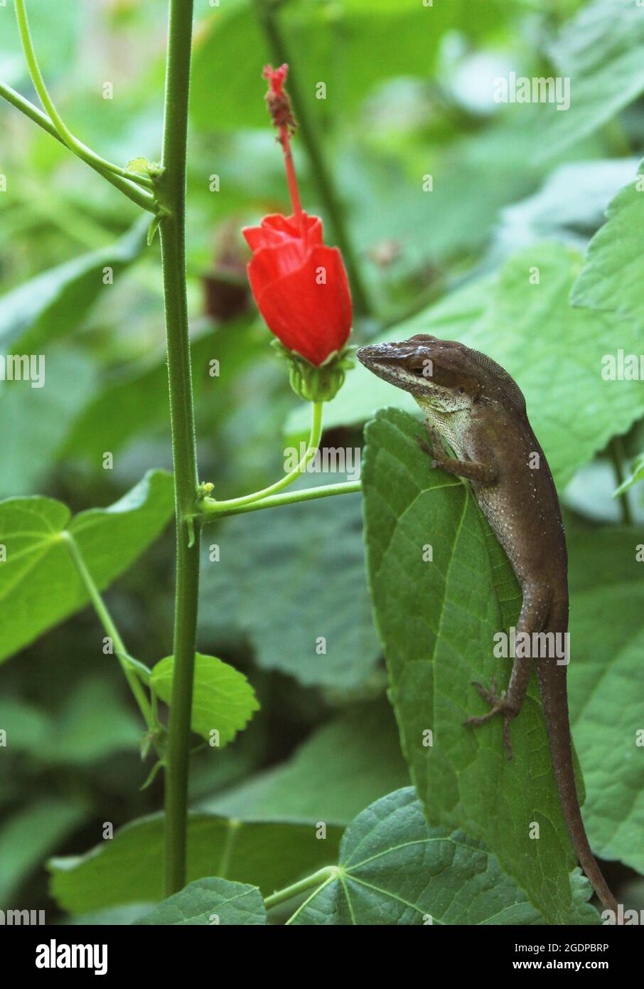 Green anole anolis carolinensis lizard on plant hi-res stock ...