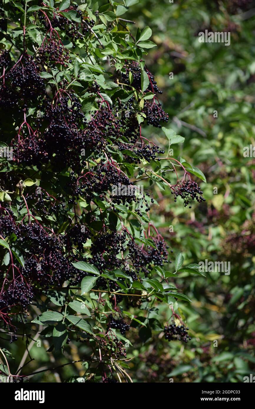 Elderberry with fruits that tell their Story Stock Photo - Alamy