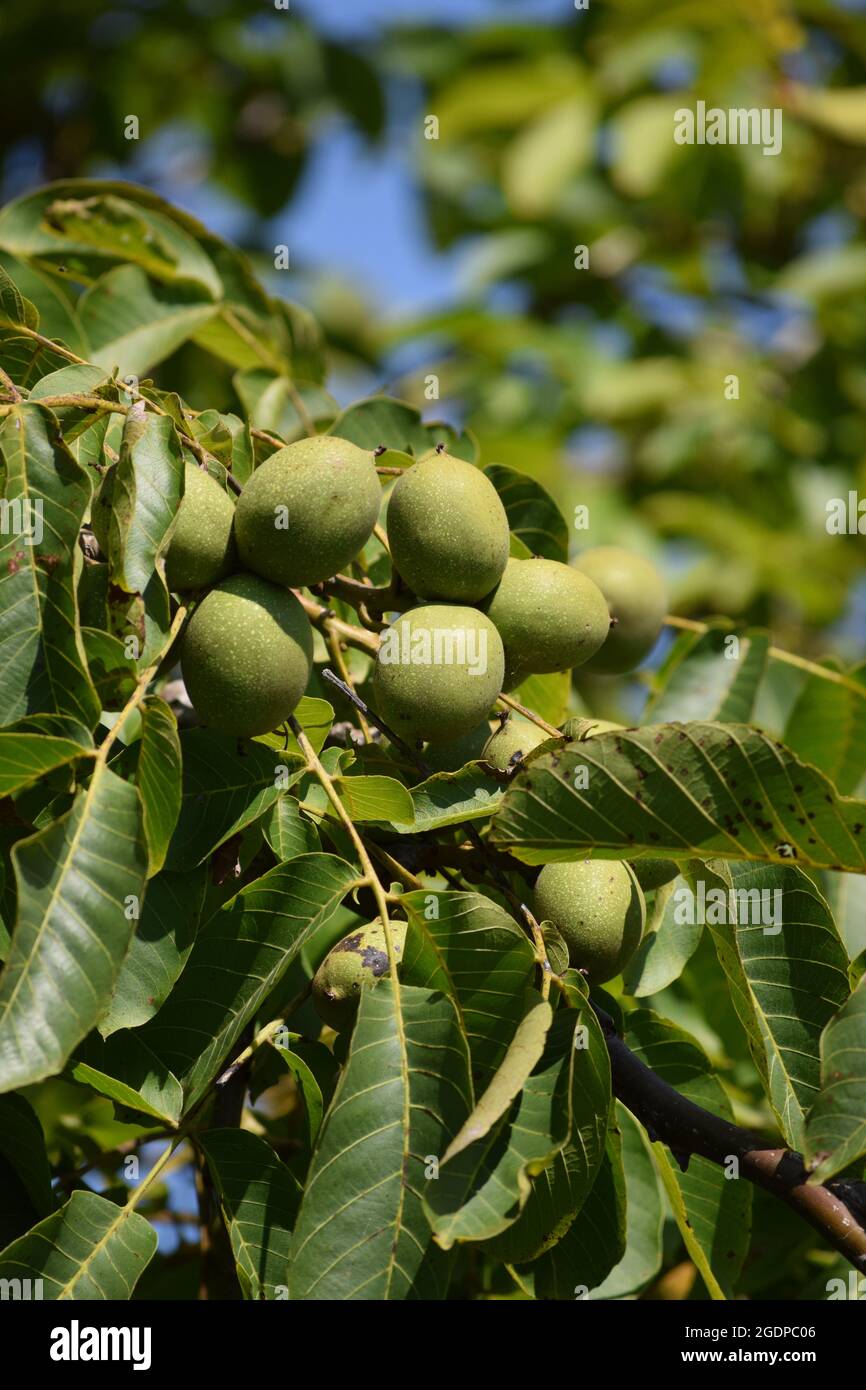 a Walnut tree with numerous Fruits Stock Photo - Alamy