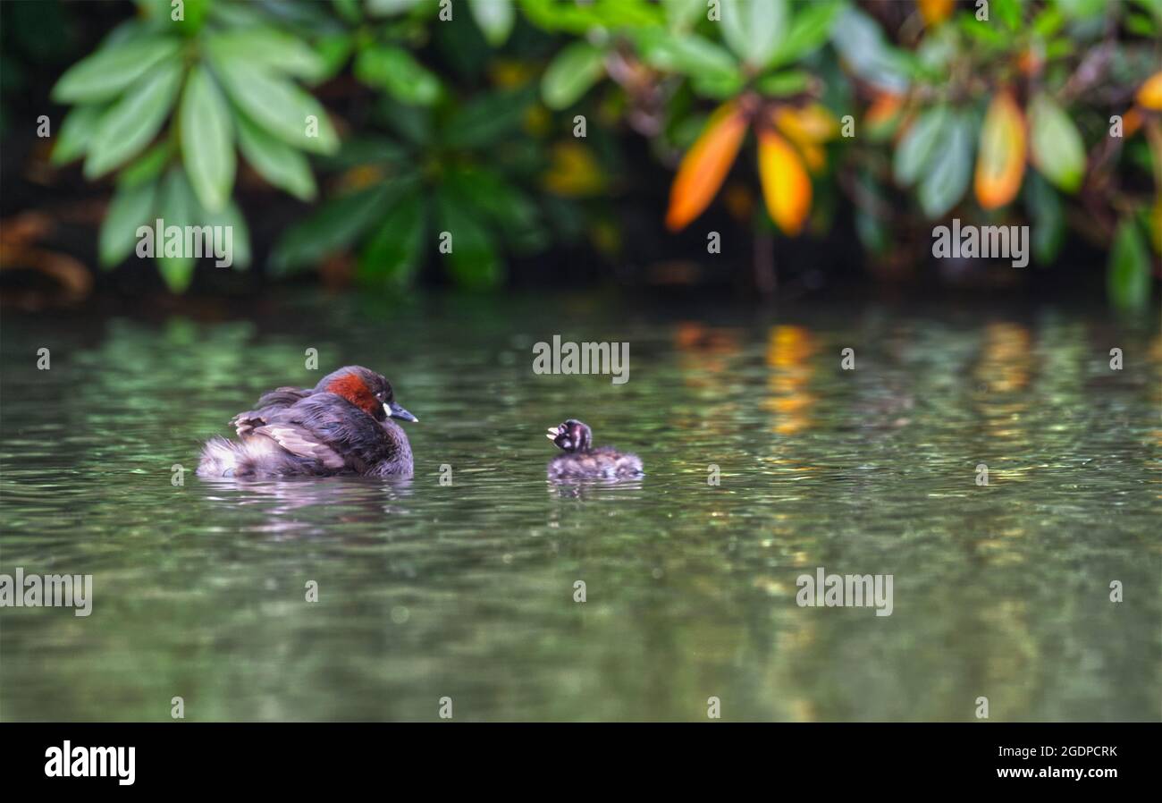Little grebe nest with female and chicks hi-res stock photography and ...