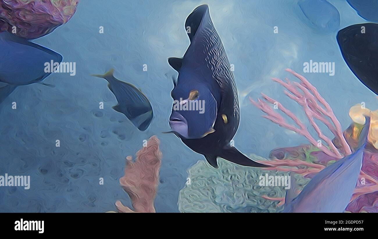 Illustration of a Queen Angelfish swimming on a reef by coral Stock ...