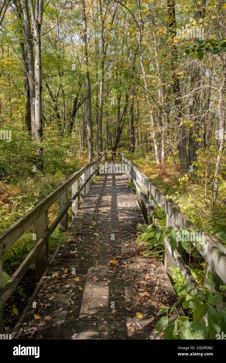Long Walkway Bridge Through Thick Forest Stock Photo - Alamy