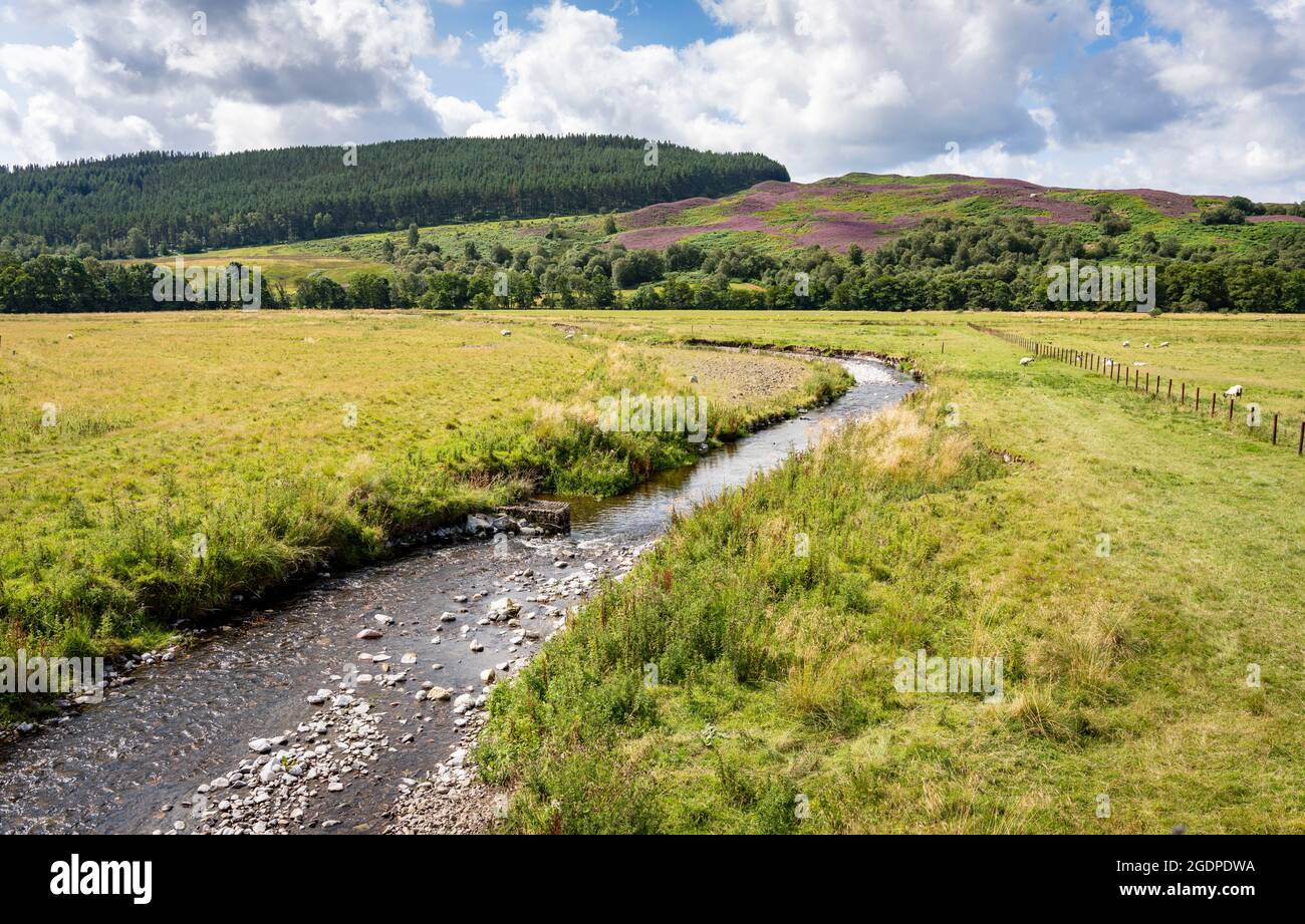 Cheviot hill northumberland hi-res stock photography and images - Alamy