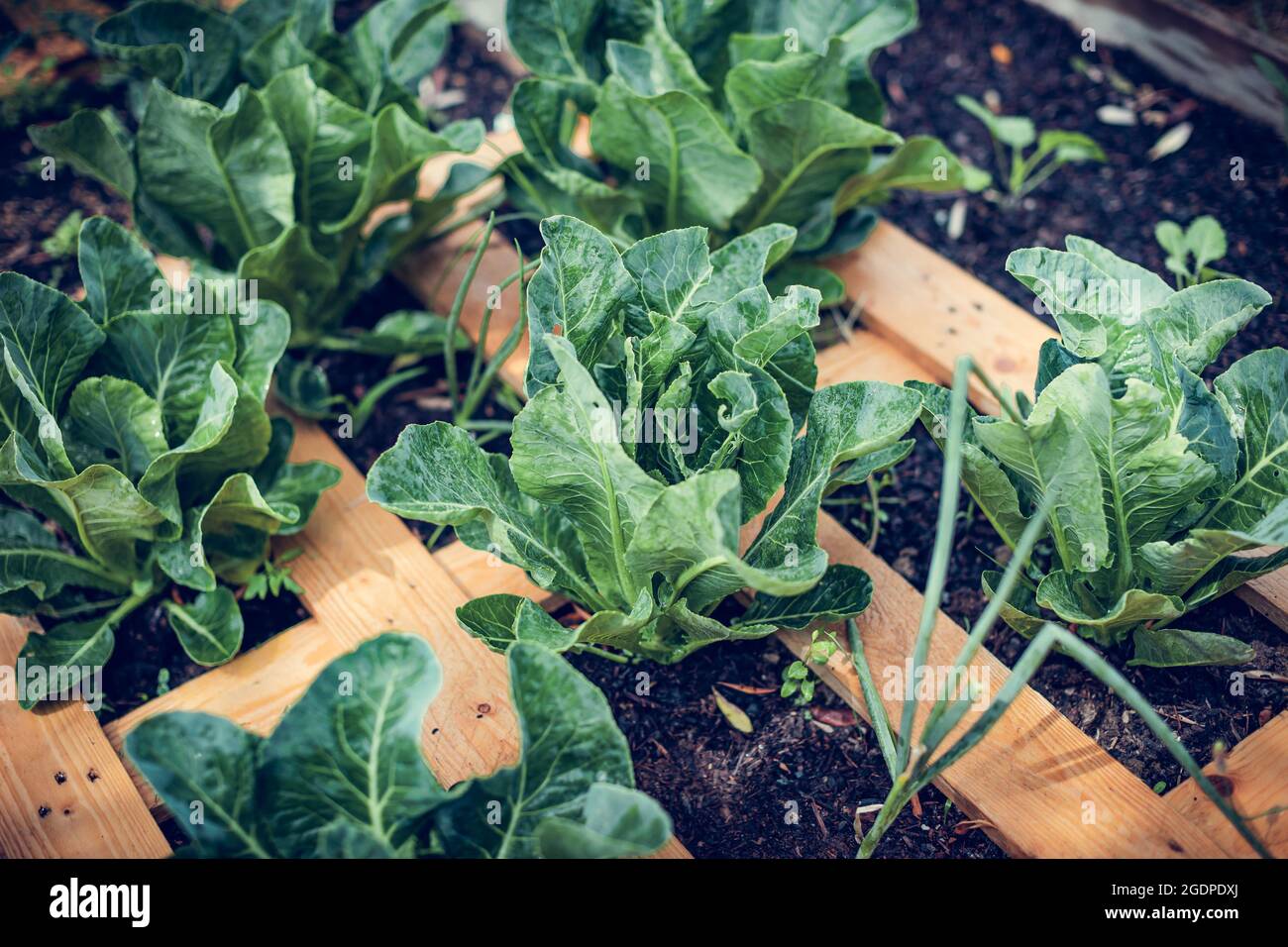 Closeup of a lettuce sprouting plant in a garden Stock Photo - Alamy