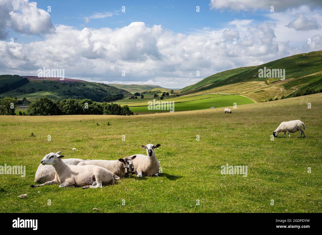 Cheviot sheep on a hillside near Alwinton in the Northumberland ...