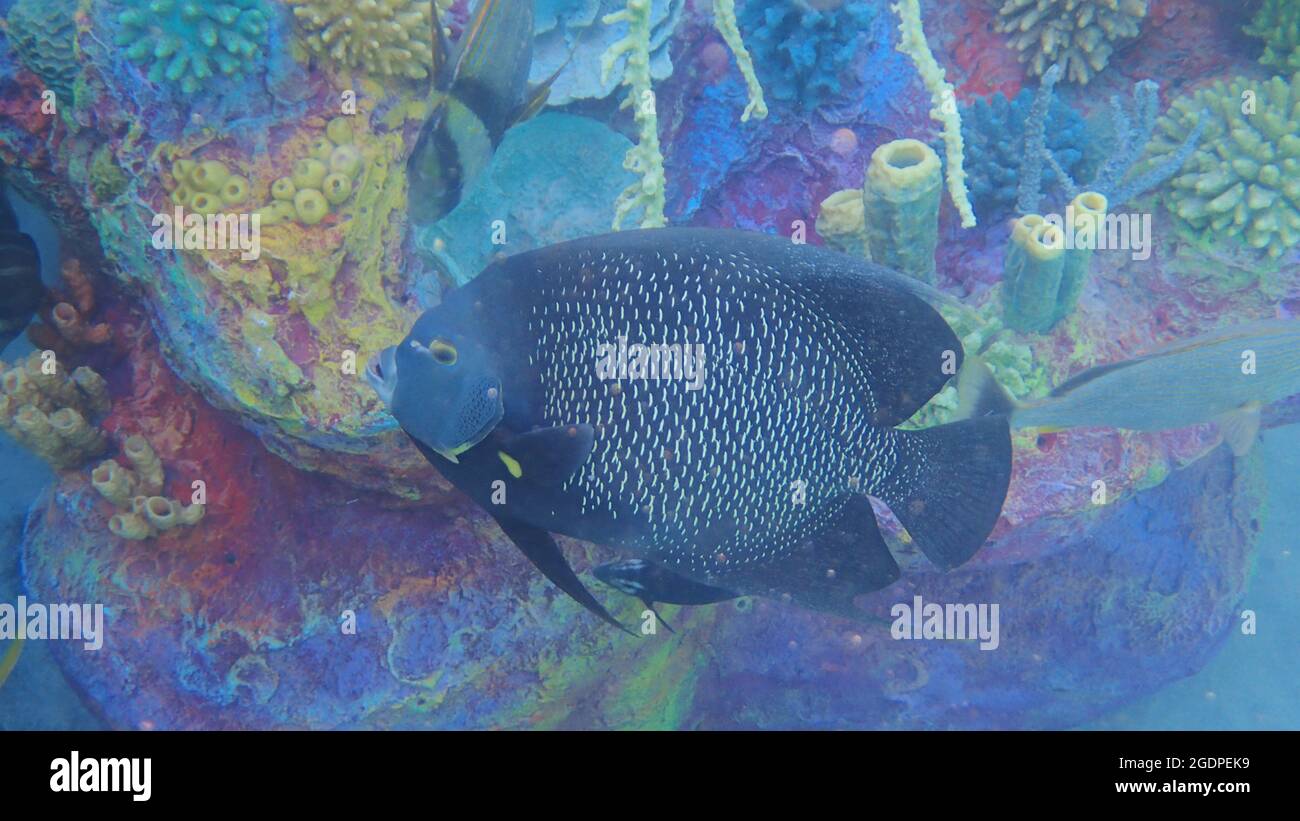 angel, angelfish, angelfish closeup, animal, aquarium, aquatic ...