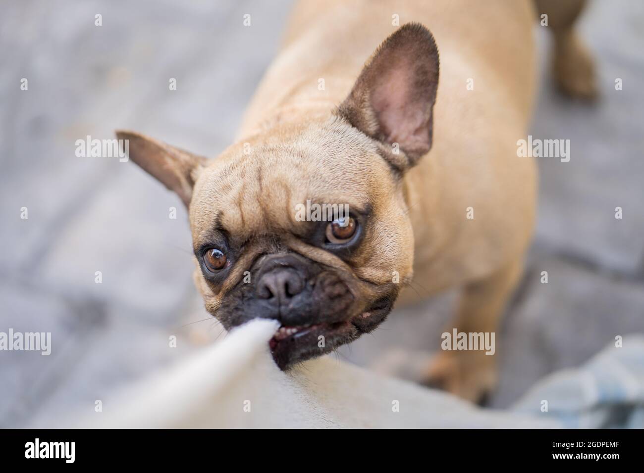 Bulldog puppy pulling hi-res stock photography and images - Alamy