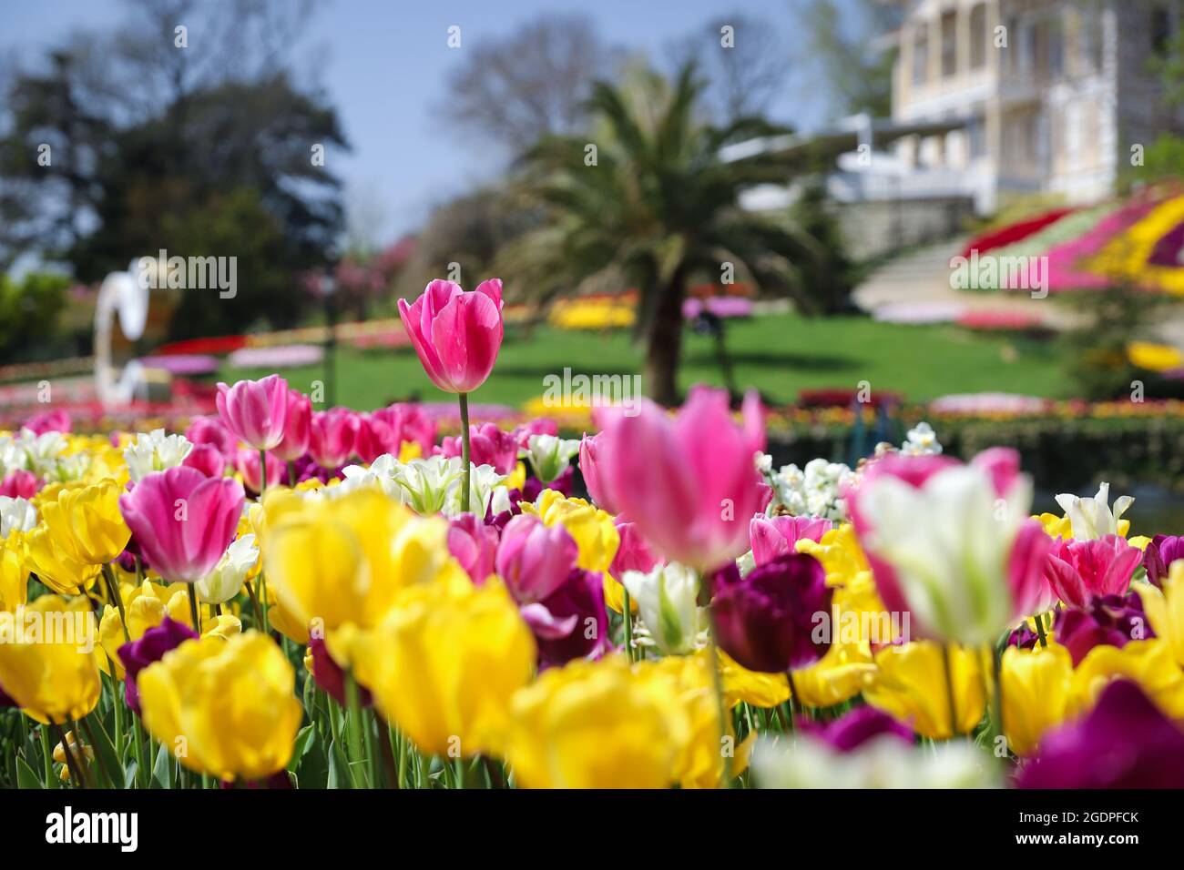 Tulip emirgan park istanbul hi-res stock photography and images - Alamy