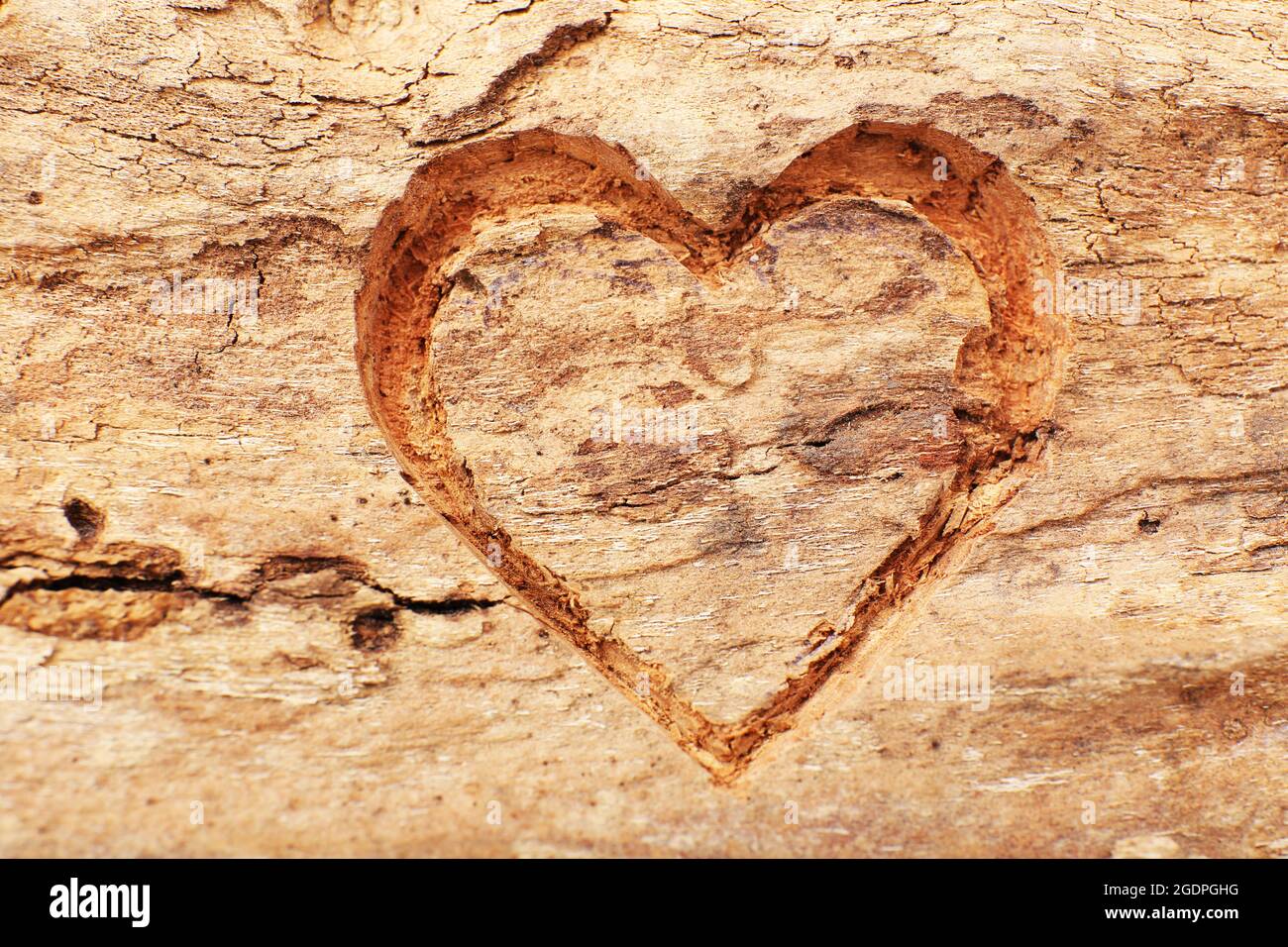 Heart carved in tree bark Stock Photo - Alamy