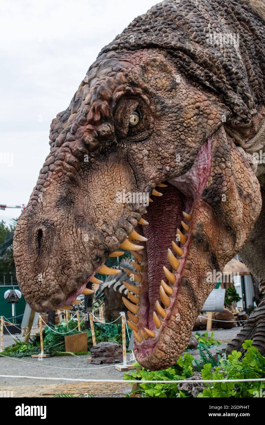 Megalodon rex hi-res stock photography and images - Alamy