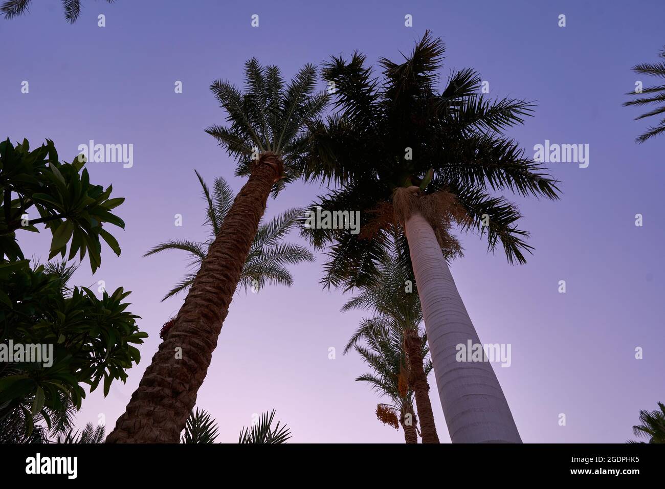 Date palms. Palm trees on the coast of the Sinai Peninsula. Date palm ...