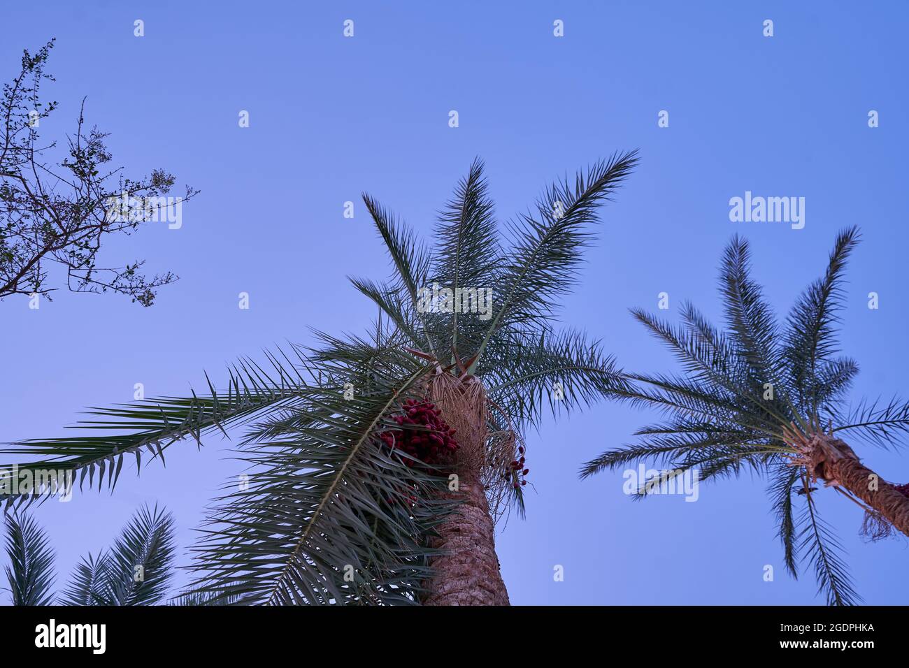 Date palms. Palm trees on the coast of the Sinai Peninsula. Date palm ...