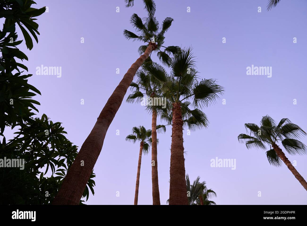 Date palms. Palm trees on the coast of the Sinai Peninsula. Date palm ...