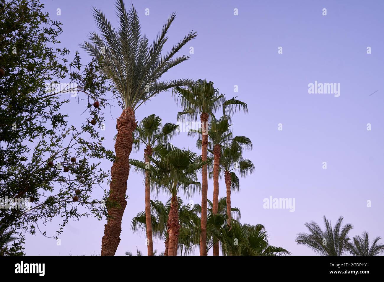 Date palms. Palm trees on the coast of the Sinai Peninsula. Date palm ...