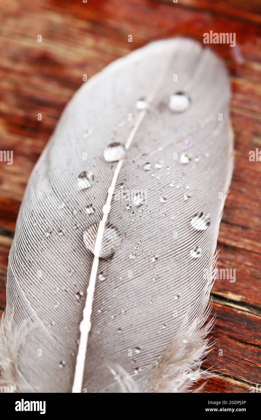 Colorful feather with water drops, close-up Stock Photo - Alamy
