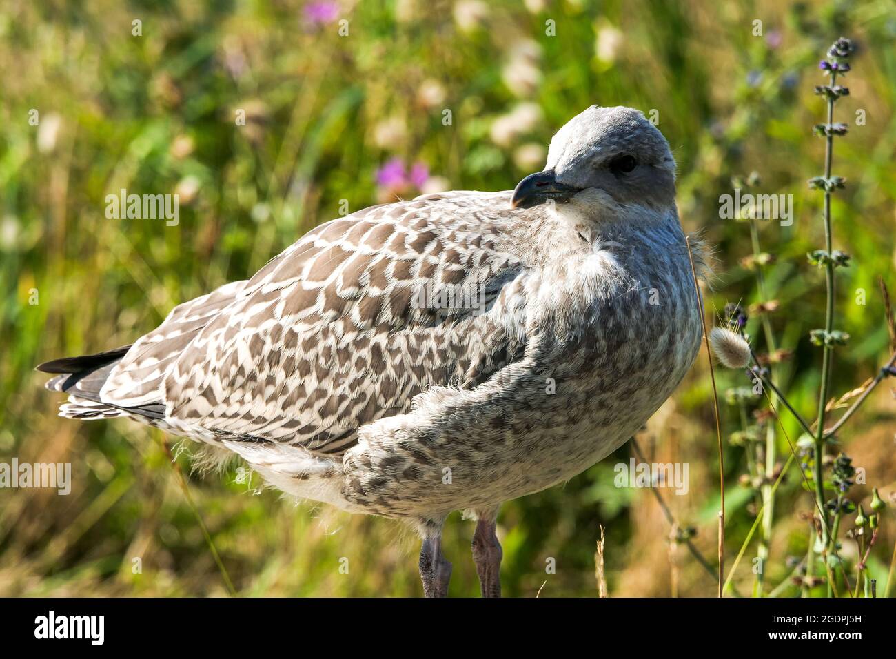 Young seagull of the year, protected nesting area, Tattihou Island ...