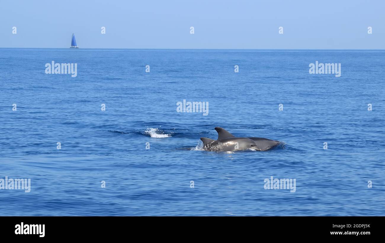 Santuario pelagos hi-res stock photography and images - Alamy