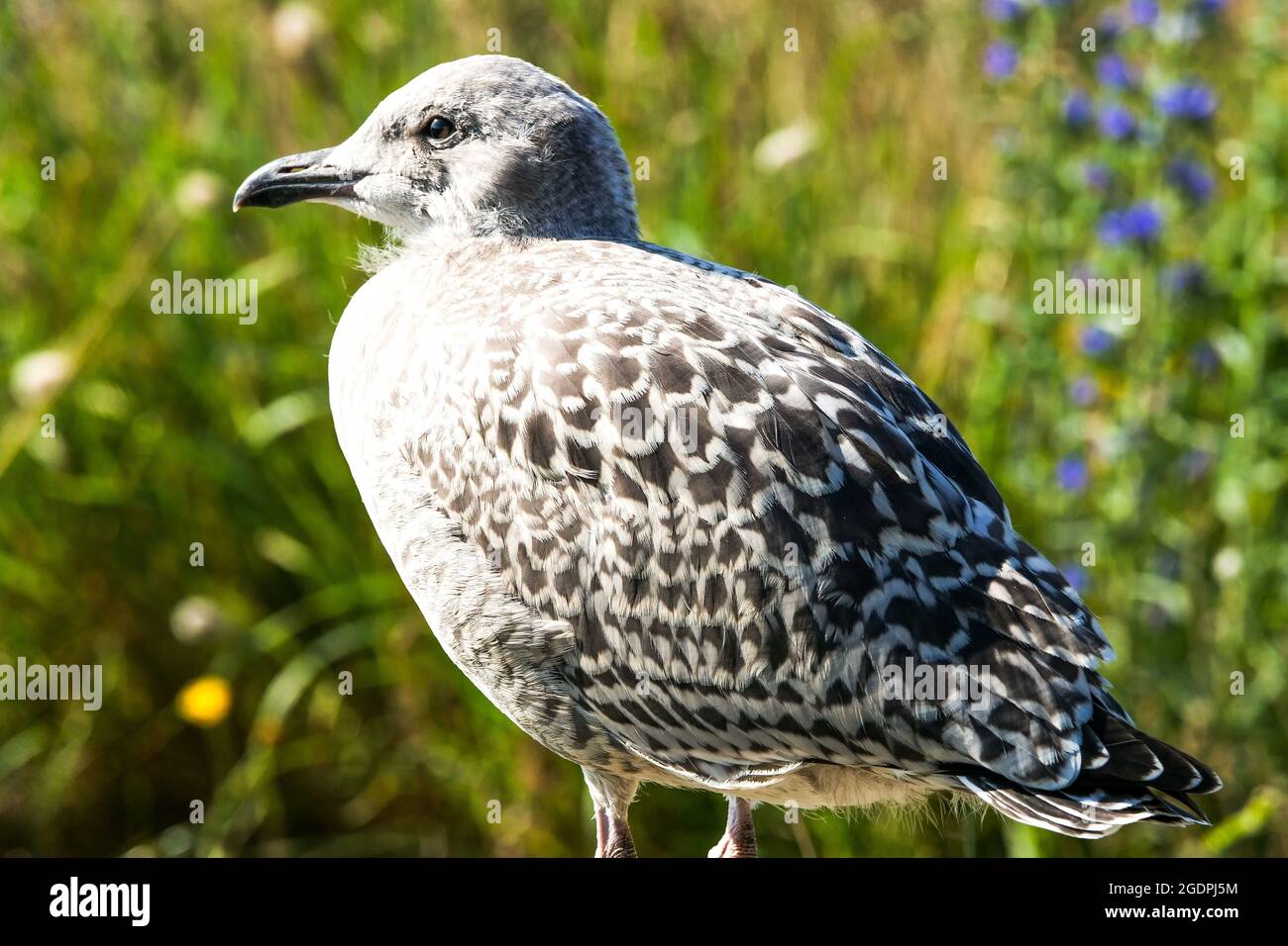 Young seagull of the year, protected nesting area, Tattihou Island ...